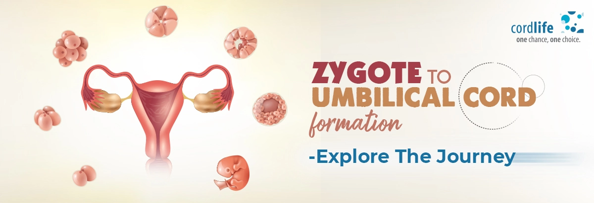 Zygote To Umbilical Cord Formation - Pregnancy and Diet